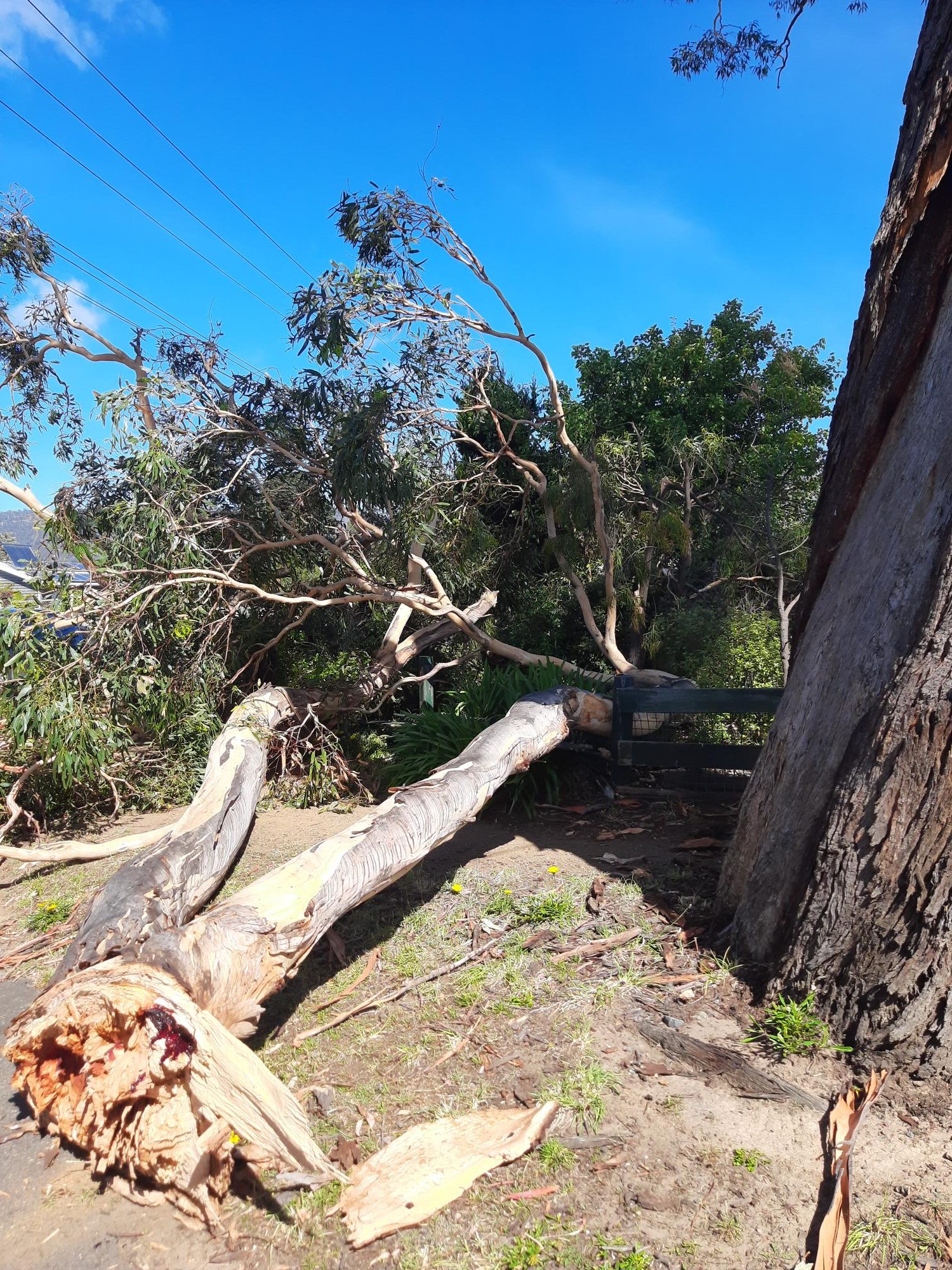 Fallen tree branch - Seven Mile Beach - Clarence City Council